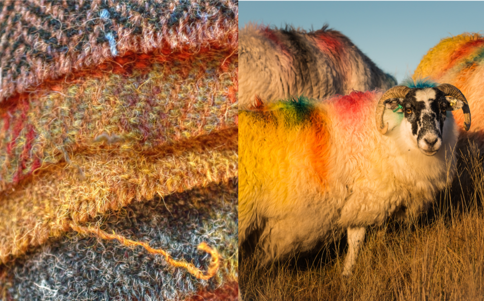 Autumn Sheep - The Harris Tweed Authority