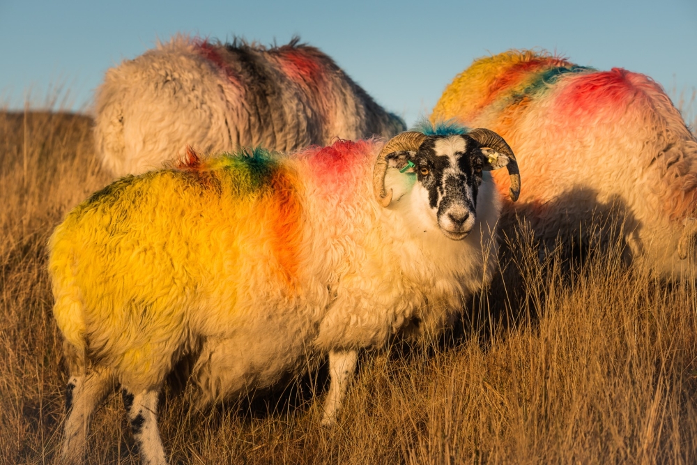 Autumn Sheep - The Harris Tweed Authority