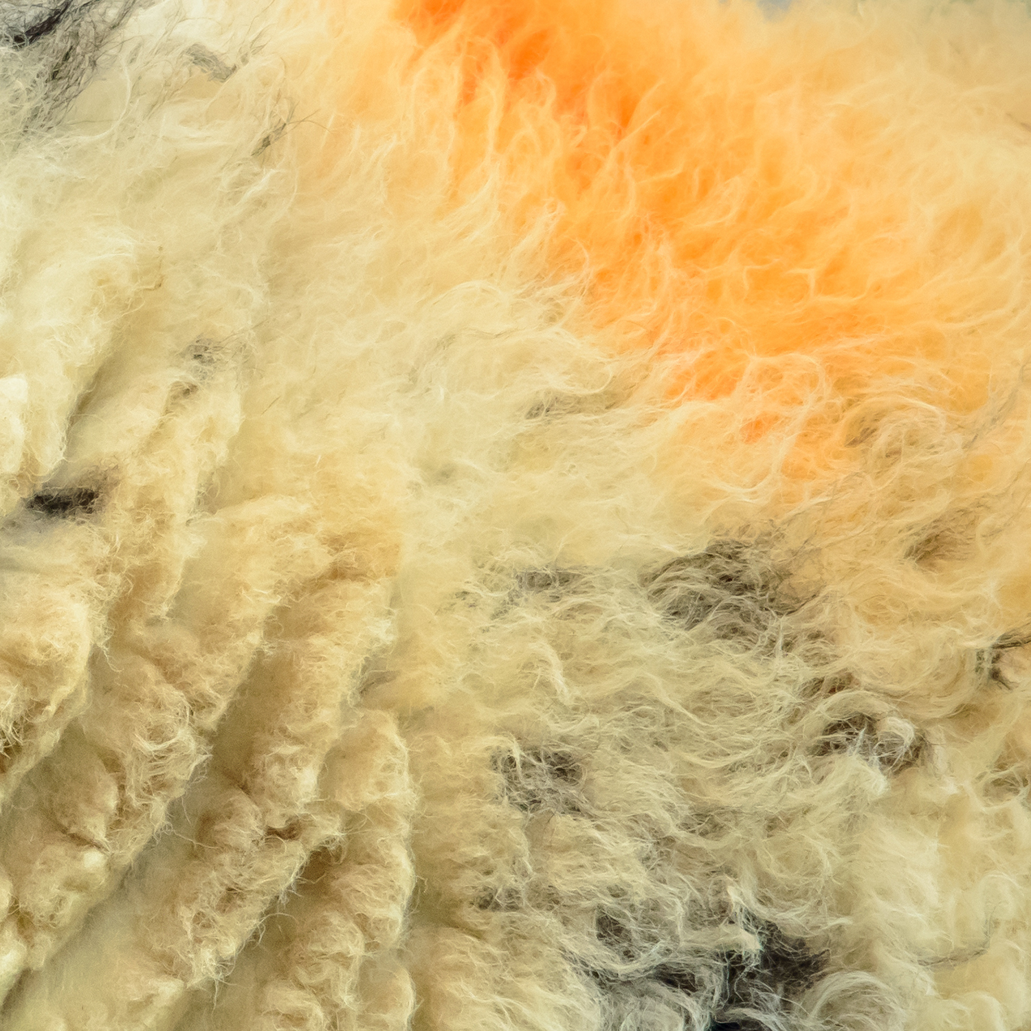 Wool Month - The Harris Tweed Authority