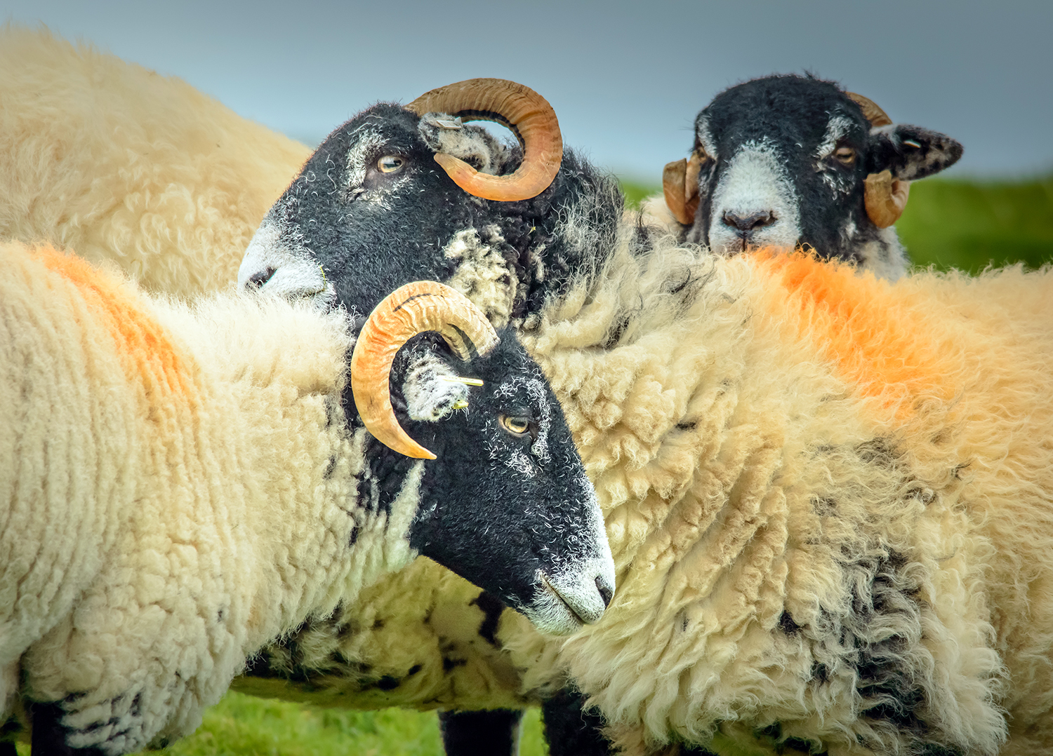 Wool Month - The Harris Tweed Authority