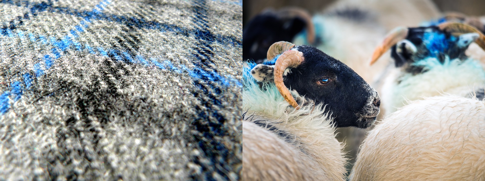 The blue tones - The Harris Tweed Authority