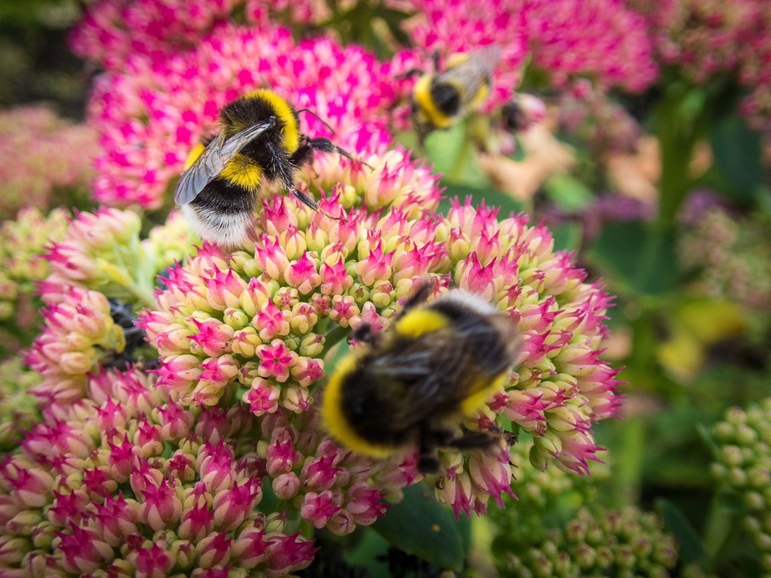 Summer Bumbles - The Harris Tweed Authority