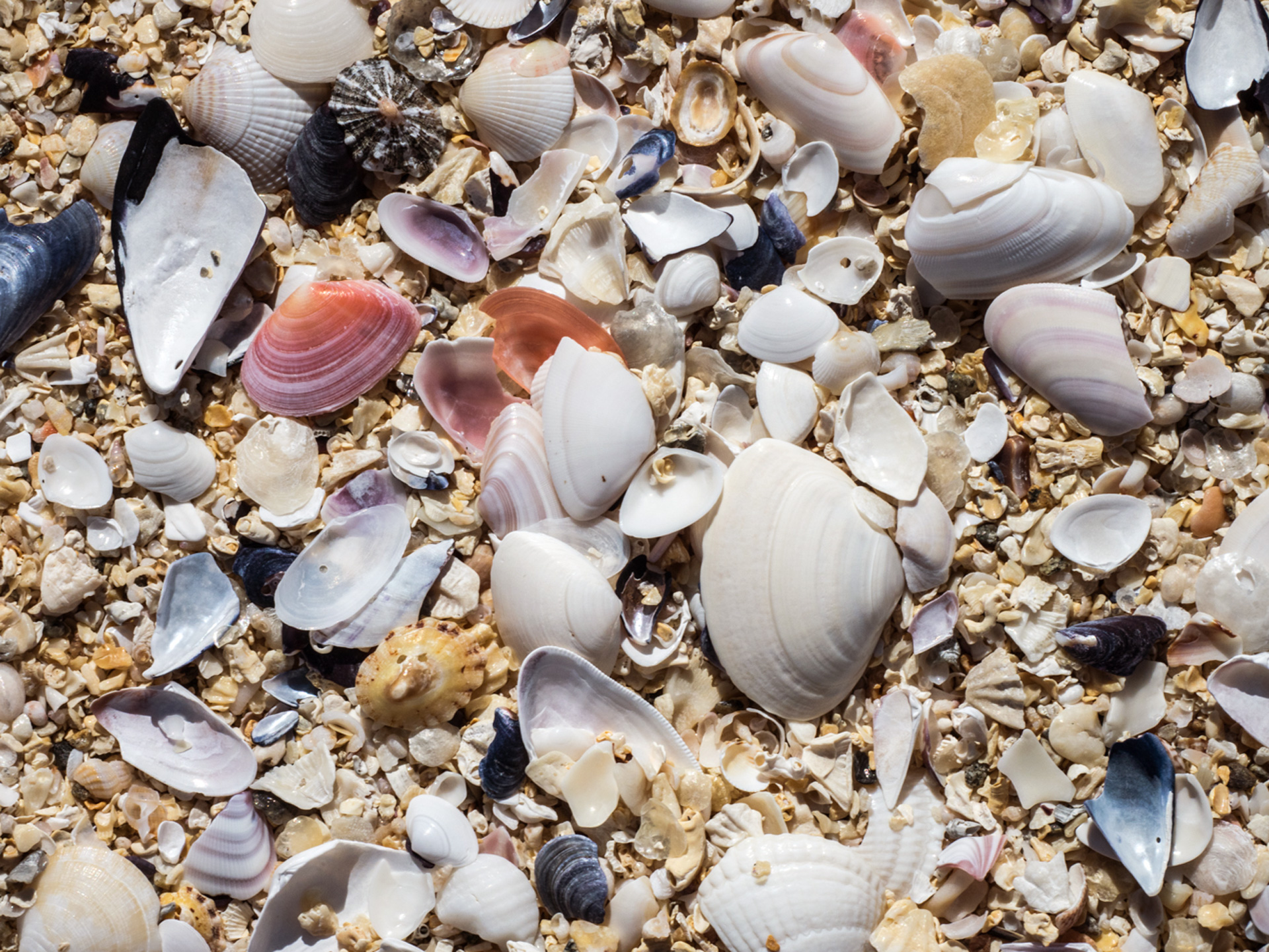 Slige - The Harris Tweed Authority