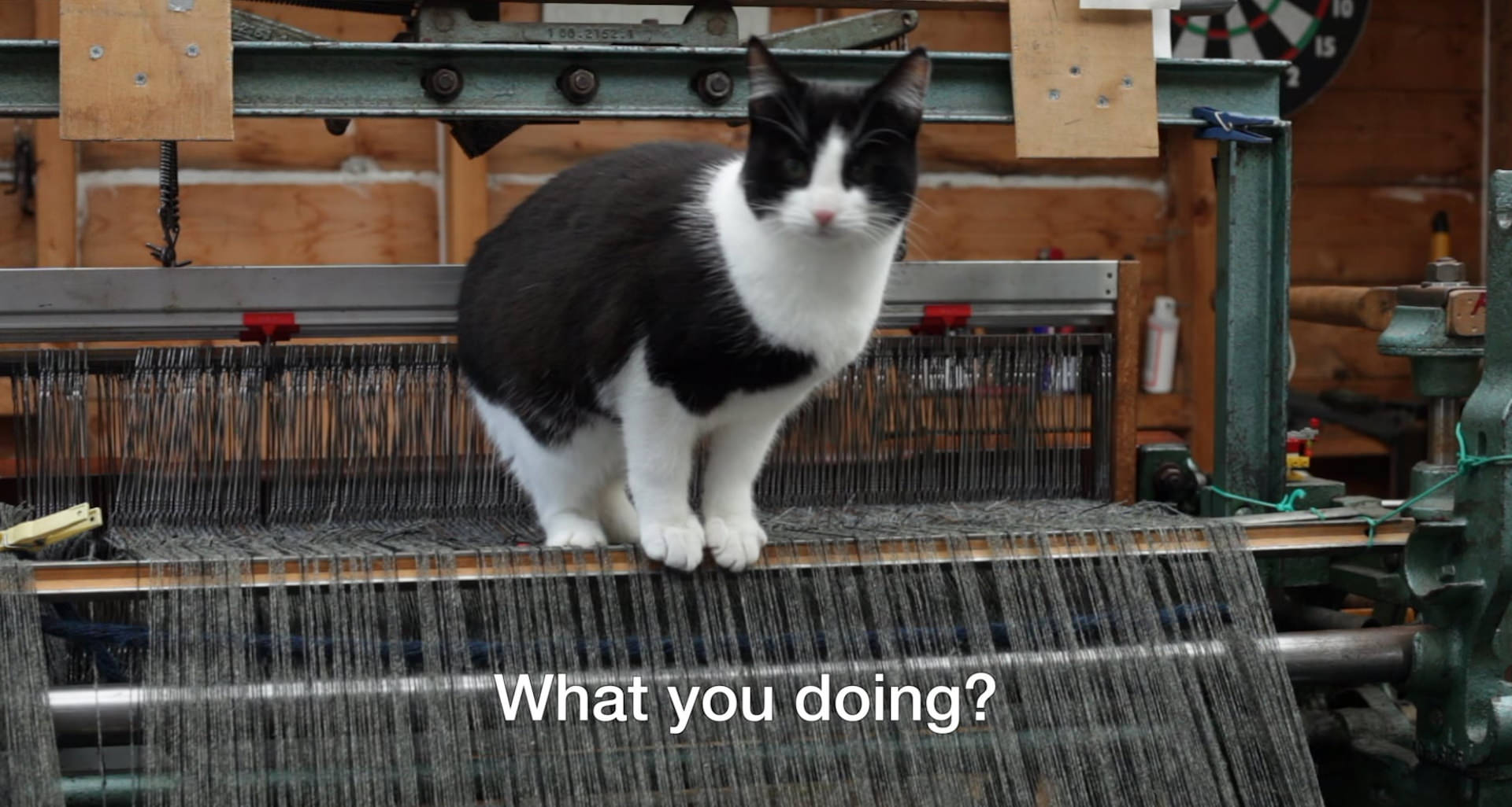 Phrase of the Week: Daft Cat - The Harris Tweed Authority