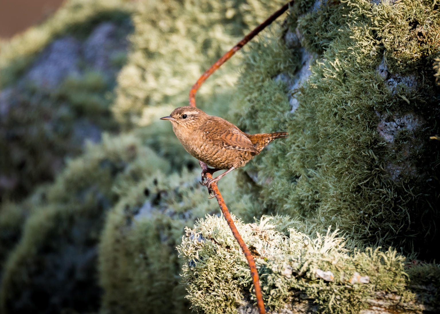 Spring Wren - The Harris Tweed Authority