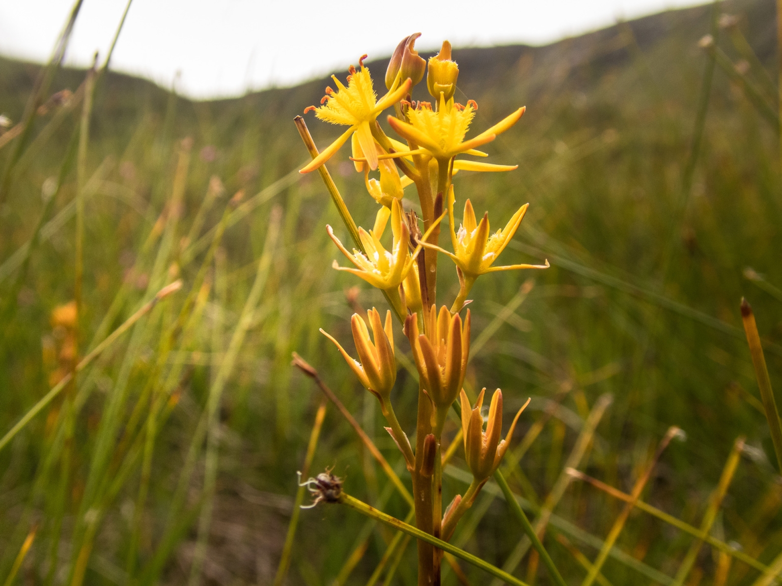 Bog Asphodel - The Harris Tweed Authority